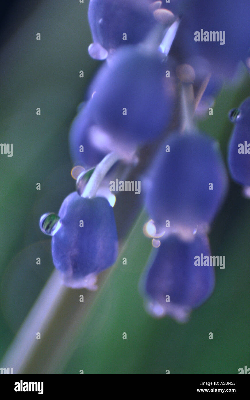 L muscari hi-res stock photography and images - Alamy