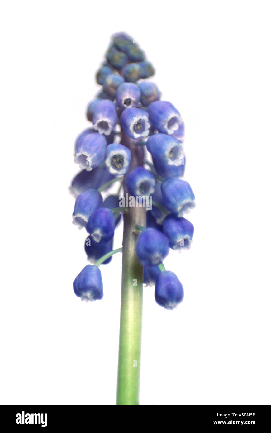 L muscari hi-res stock photography and images - Alamy