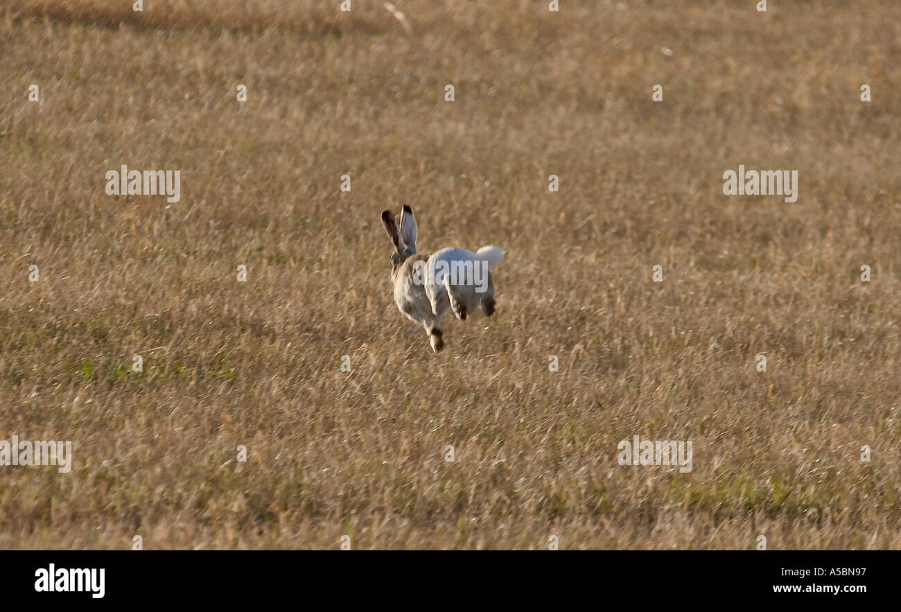 White-tailed Jackrabbit running across field Stock Photo - Alamy
