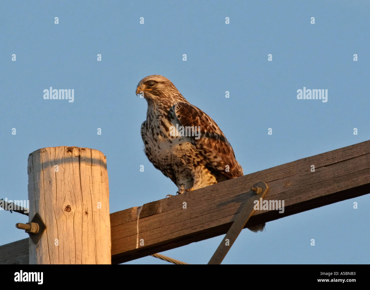 Rough legged Hawk on telephone pole in Saskatchewan Canada Stock Photo ...