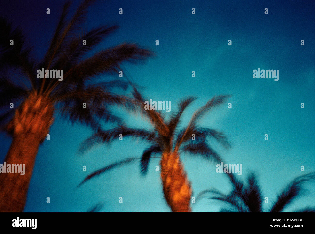 Wild palms at night Stock Photo - Alamy
