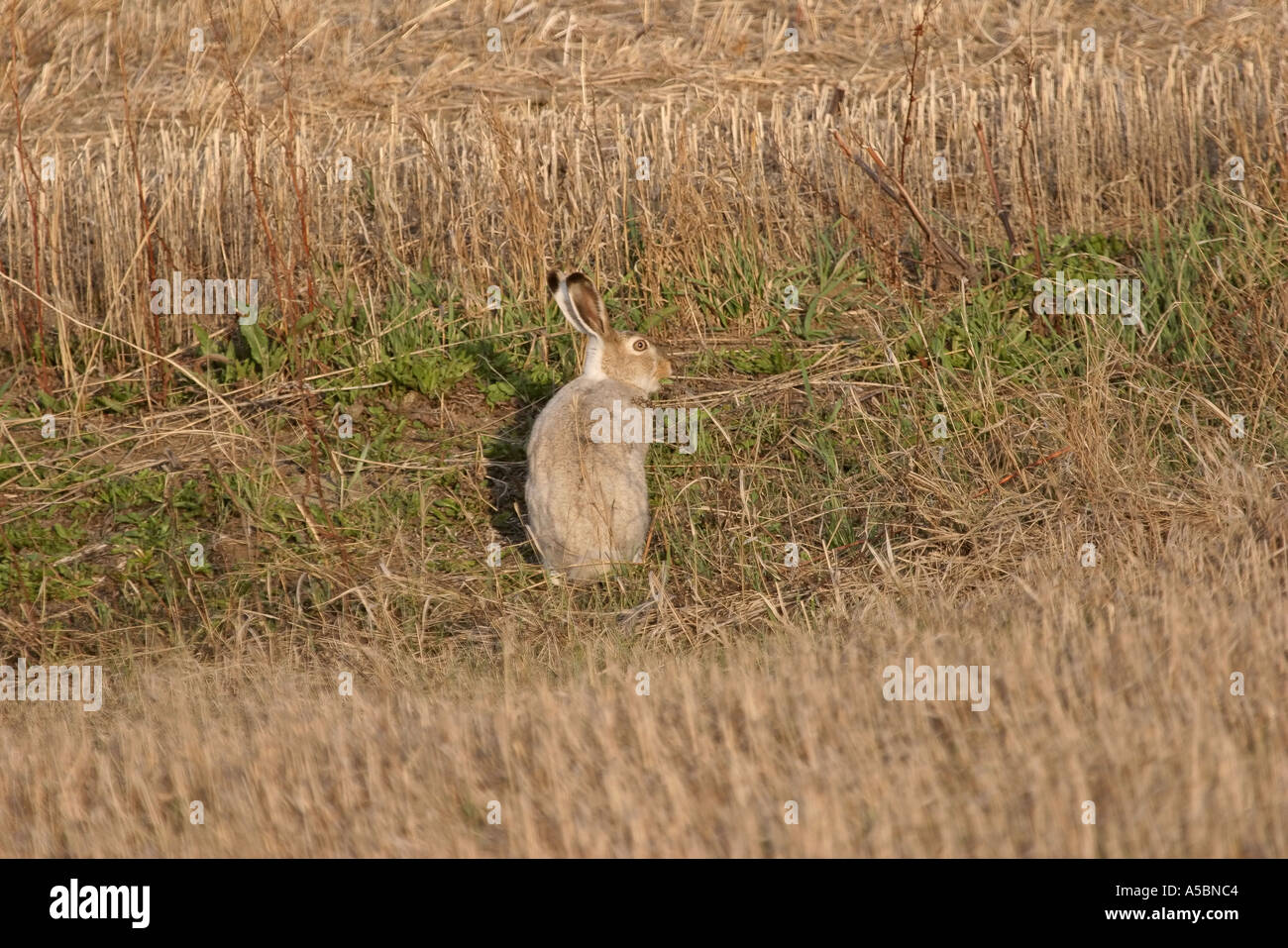 White tailed jackrabbits hi-res stock photography and images - Alamy