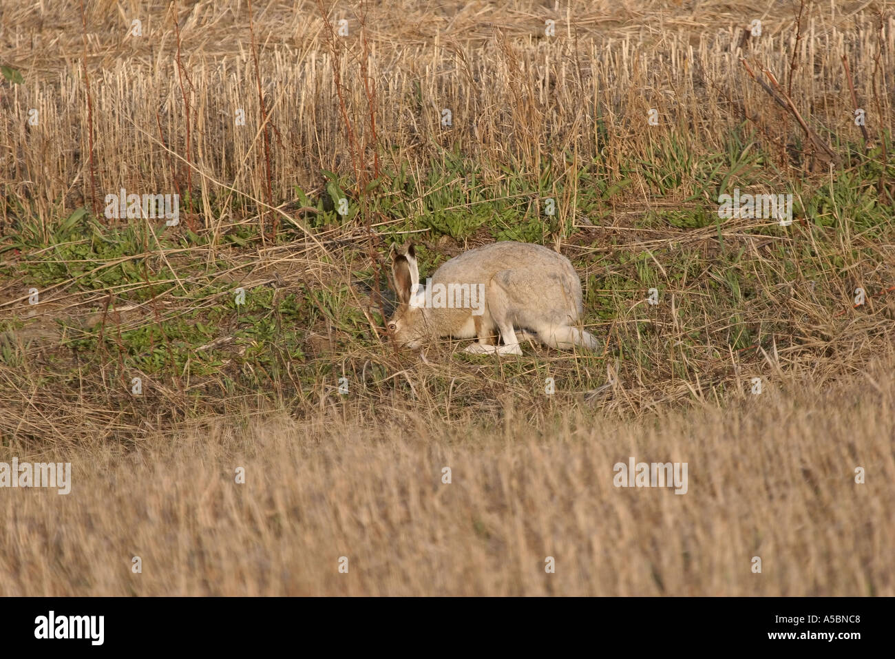 White tailed rabbit canada hi-res stock photography and images - Alamy