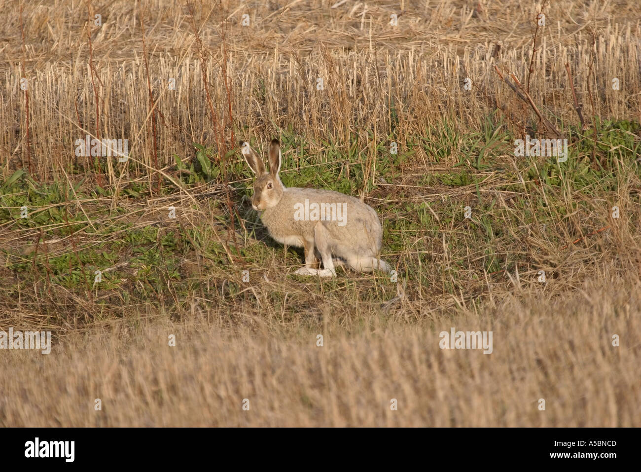 White-tailed Jackrabbit in stubble field in Saskatchewan Canada Stock ...