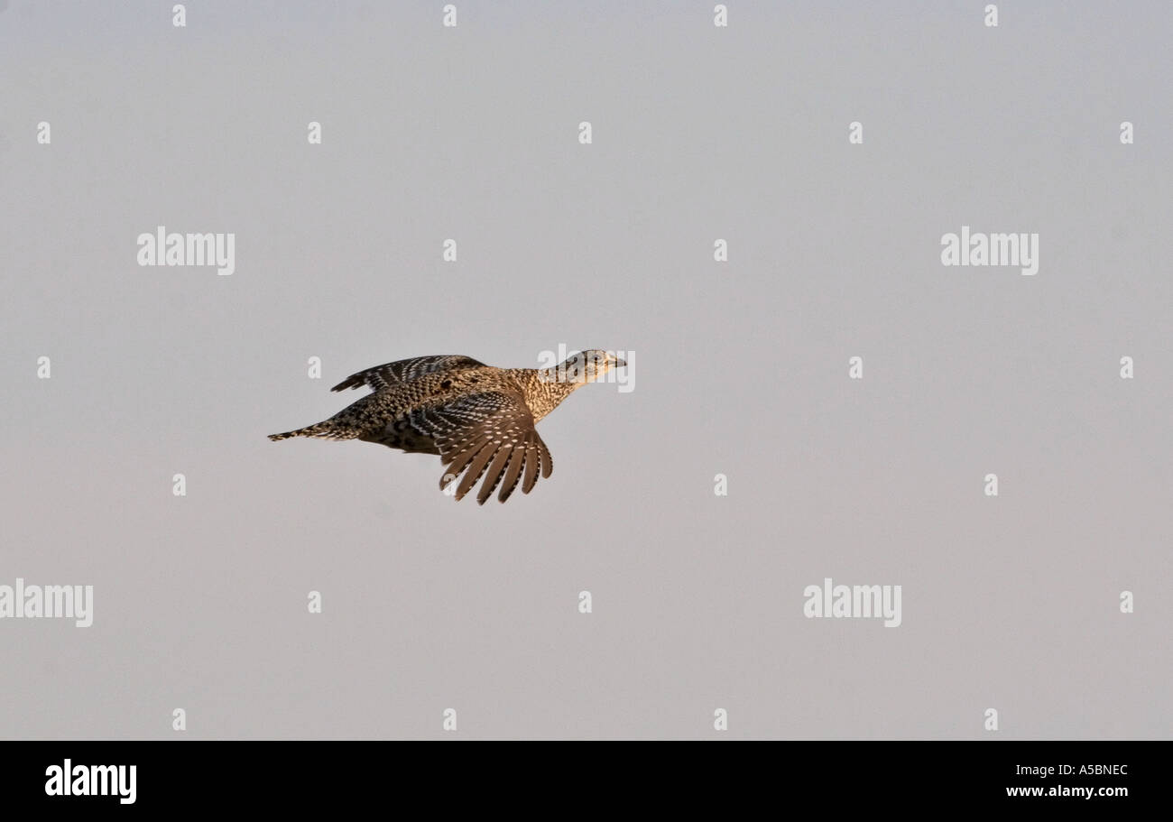 Sharp tailed grouse in flight hi-res stock photography and images - Alamy