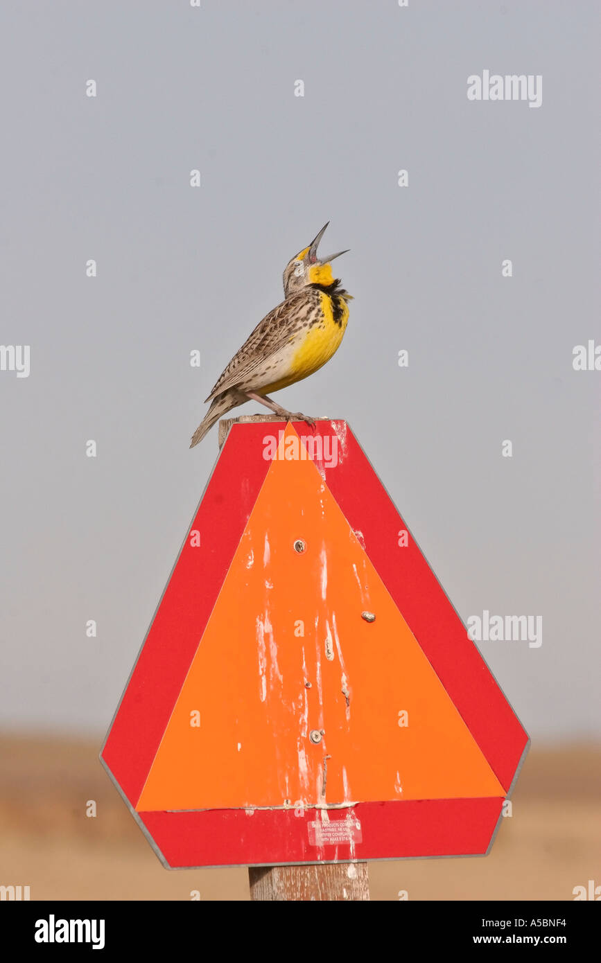 Orange meadowlark hi-res stock photography and images - Alamy