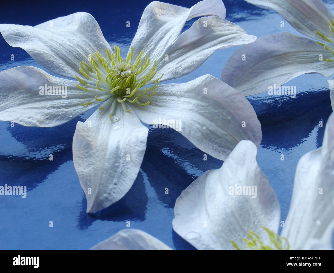 Clematis inspiration hi-res stock photography and images - Alamy