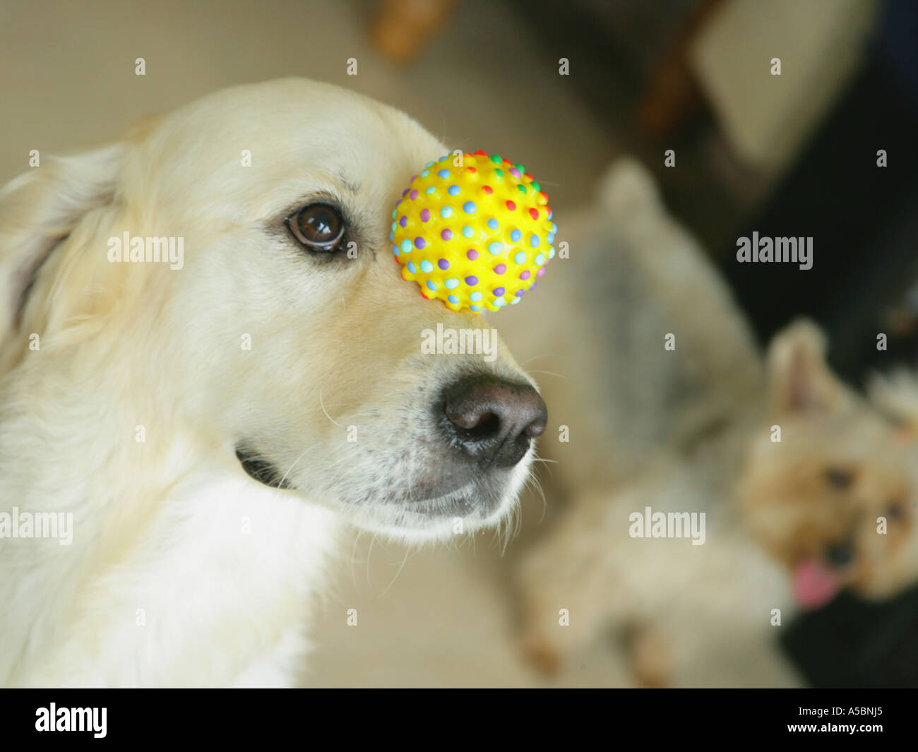 Dog balancing a ball on his nose hi-res stock photography and images ...