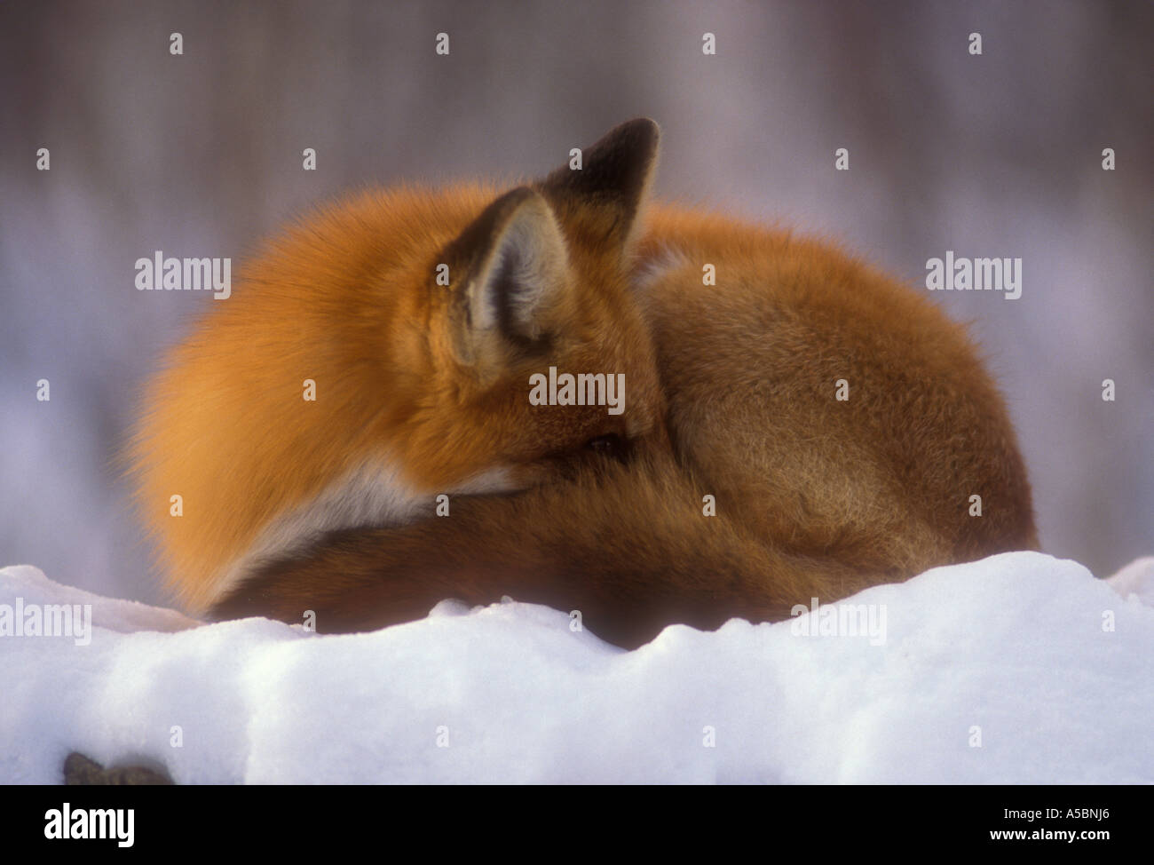 Red fox snow woodland hi-res stock photography and images - Alamy