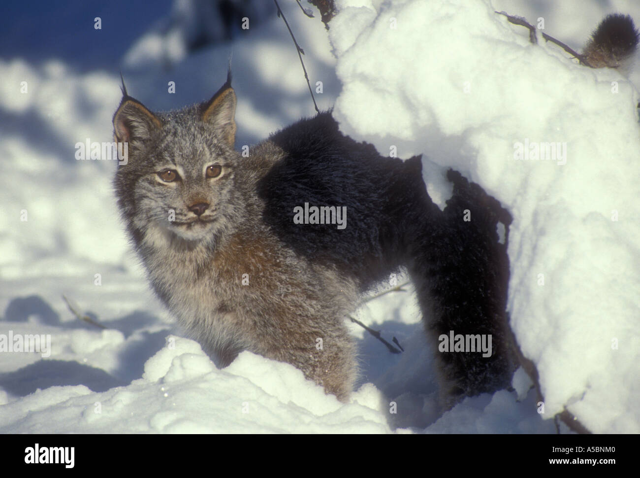 Canadian lynx (Felis lynx) Young lynx in fresh snow in winter habitat ...