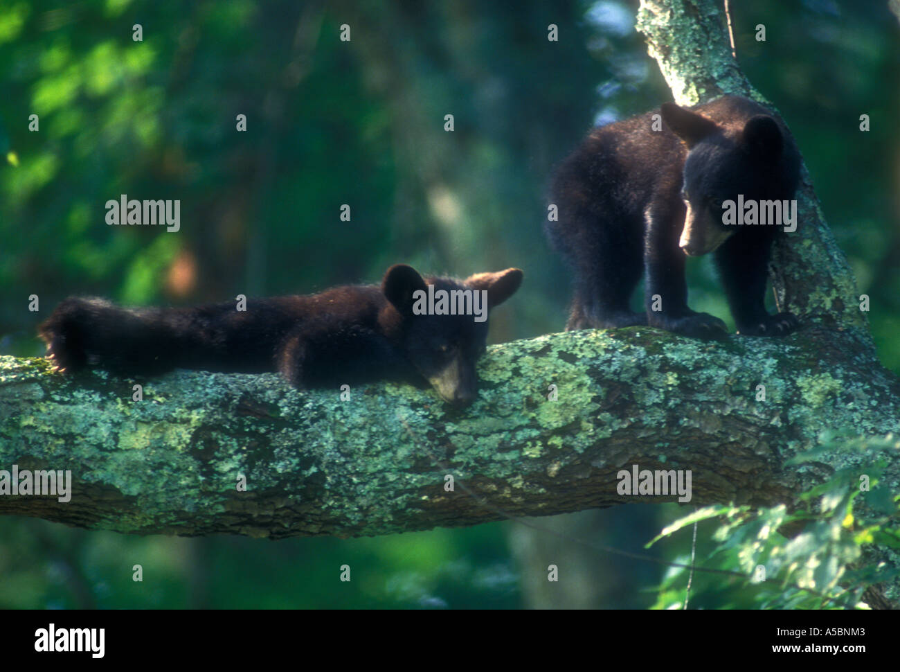 Black bear (Ursus americanus) Young cubs loafing on tree limb on hot ...