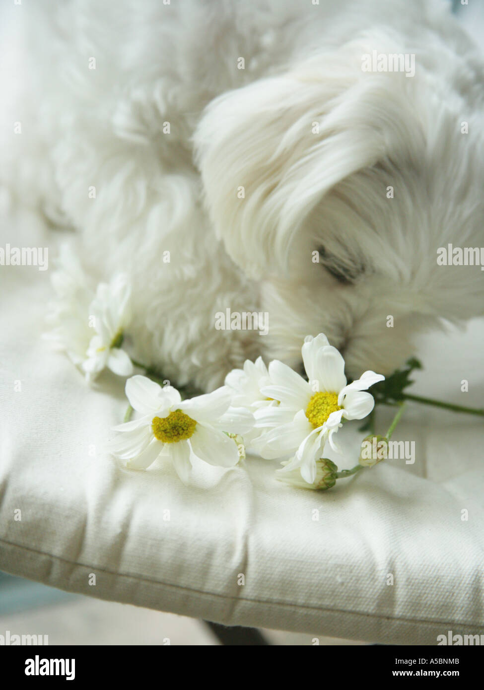 Dog smelling a flower hi-res stock photography and images - Alamy