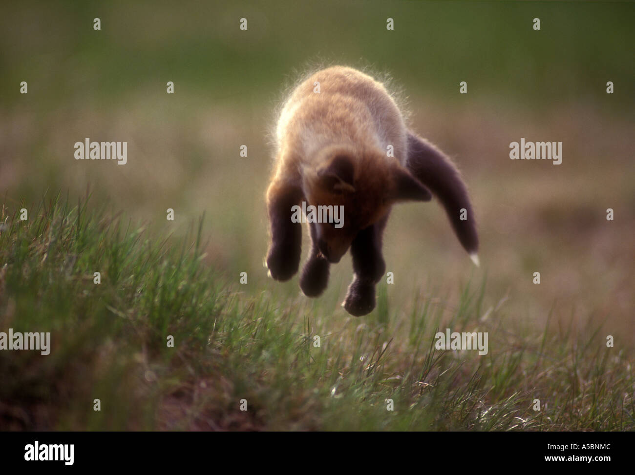 Red fox (Vulpes vulpes ) Young red fox kit at play near den entrance ...