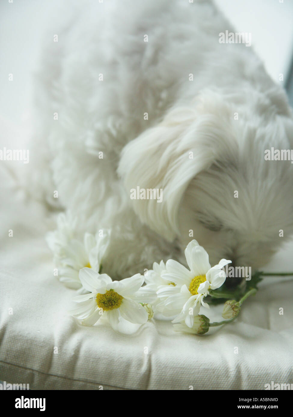 Dog smelling a flower hi-res stock photography and images - Alamy