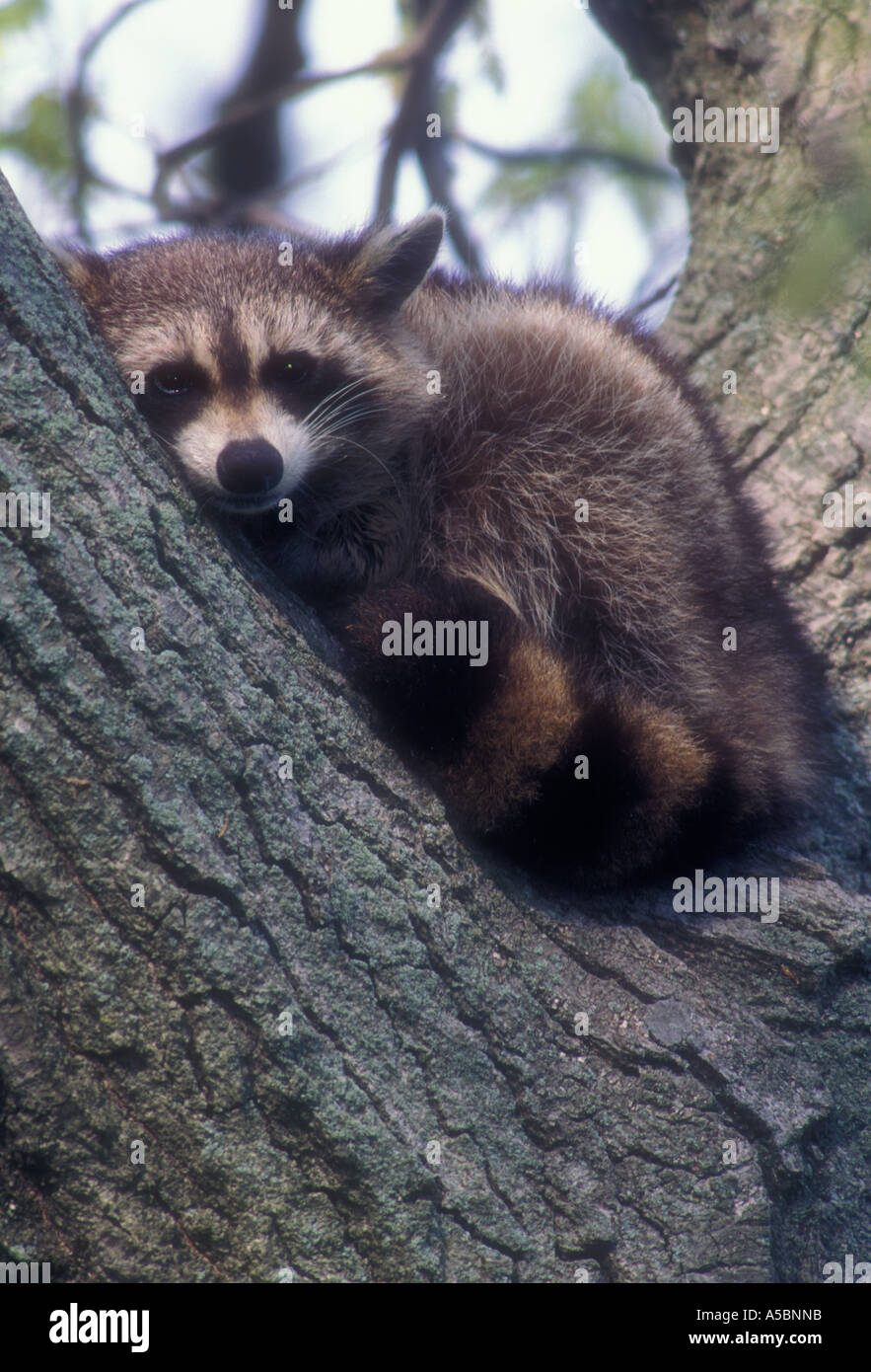 Raccoon (Procyon lotor) Resting in crook of mature tree in early spring ...