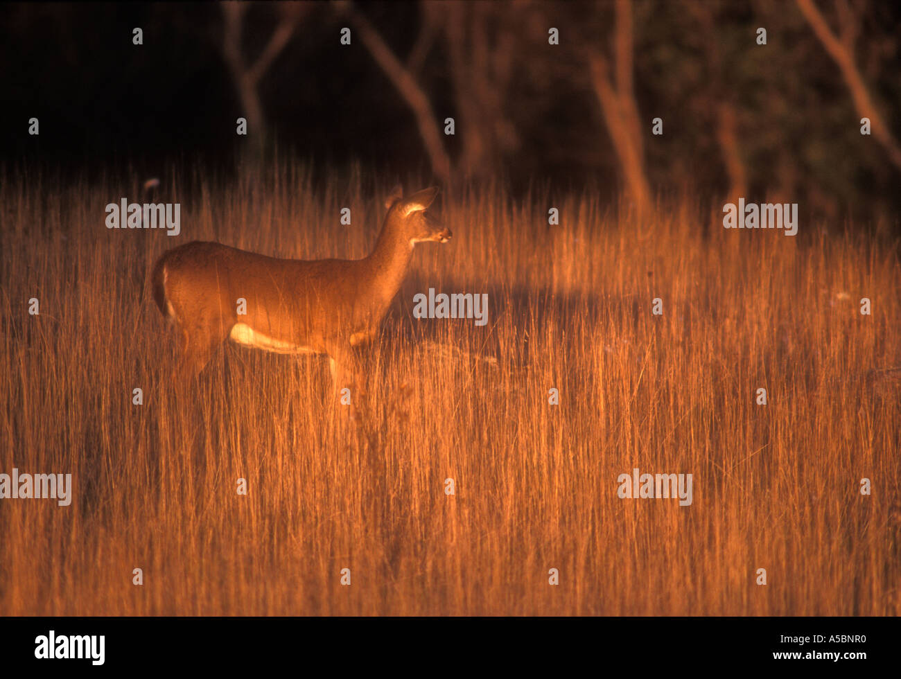 White-tailed deer (Odocoileus virginianus) Grazing deer in autumn ...