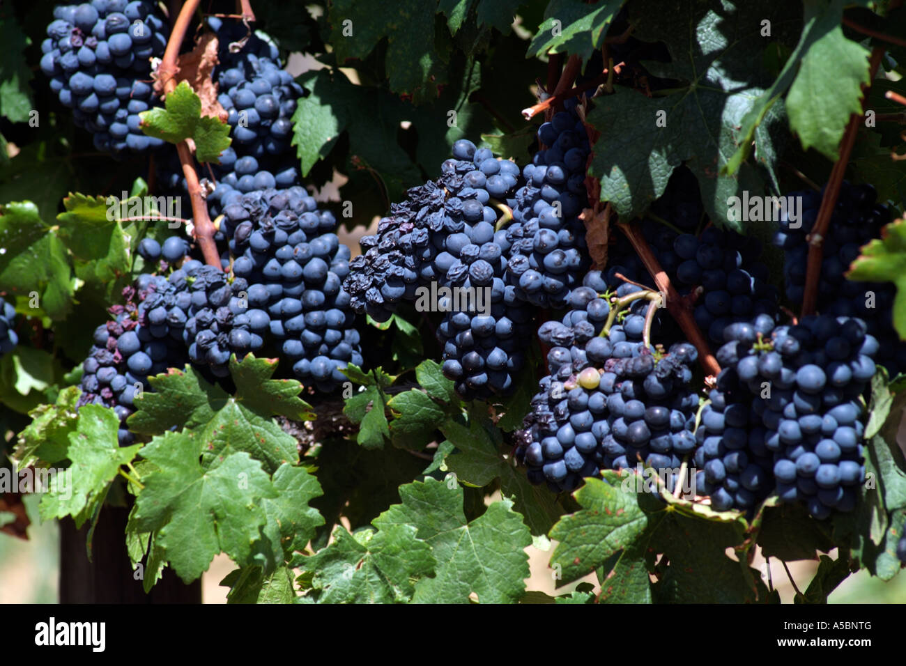 Grapes growing on the vine. South Africa Stock Photo - Alamy