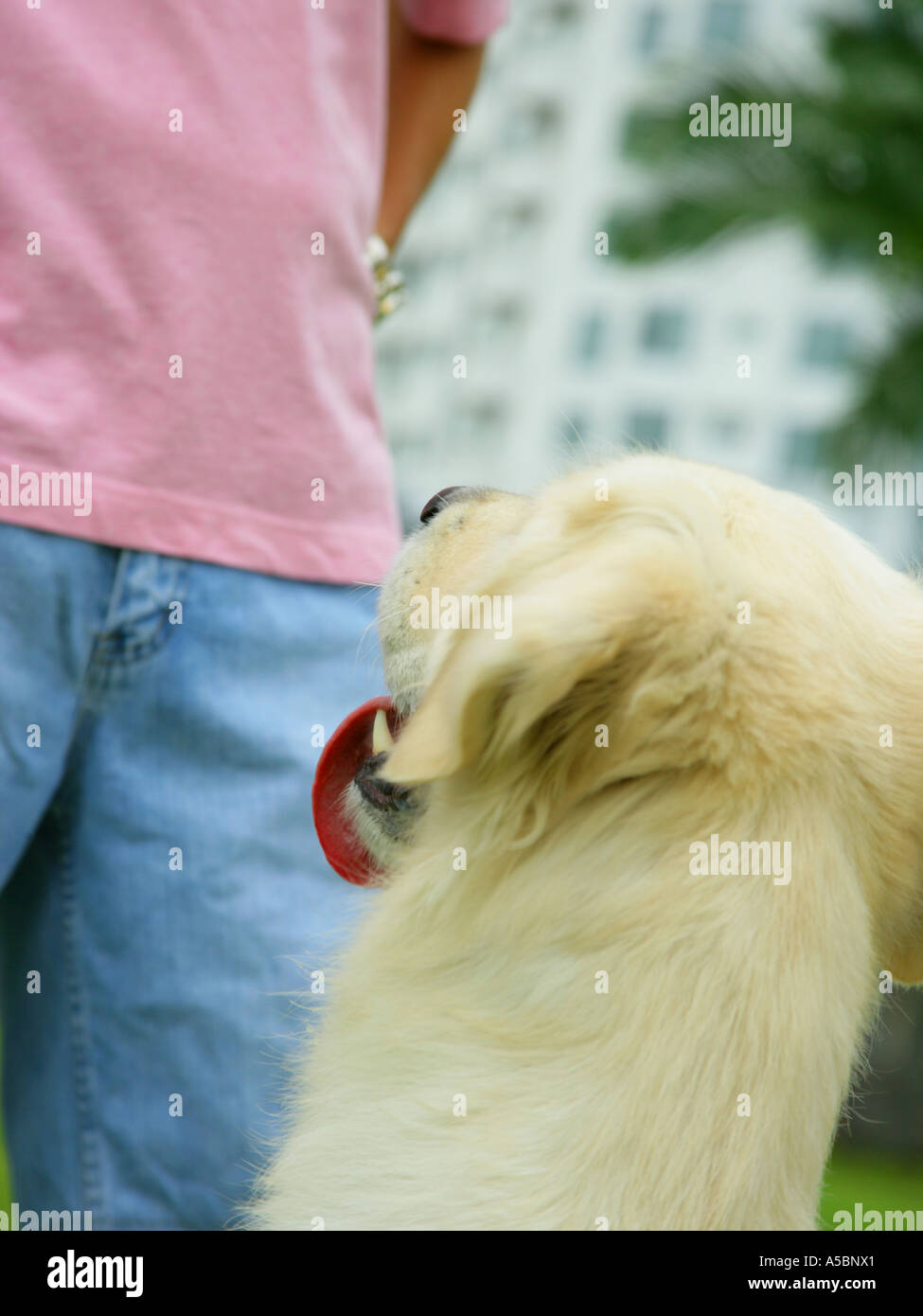 Mid section view of a man standing in front of a dog Stock Photo - Alamy