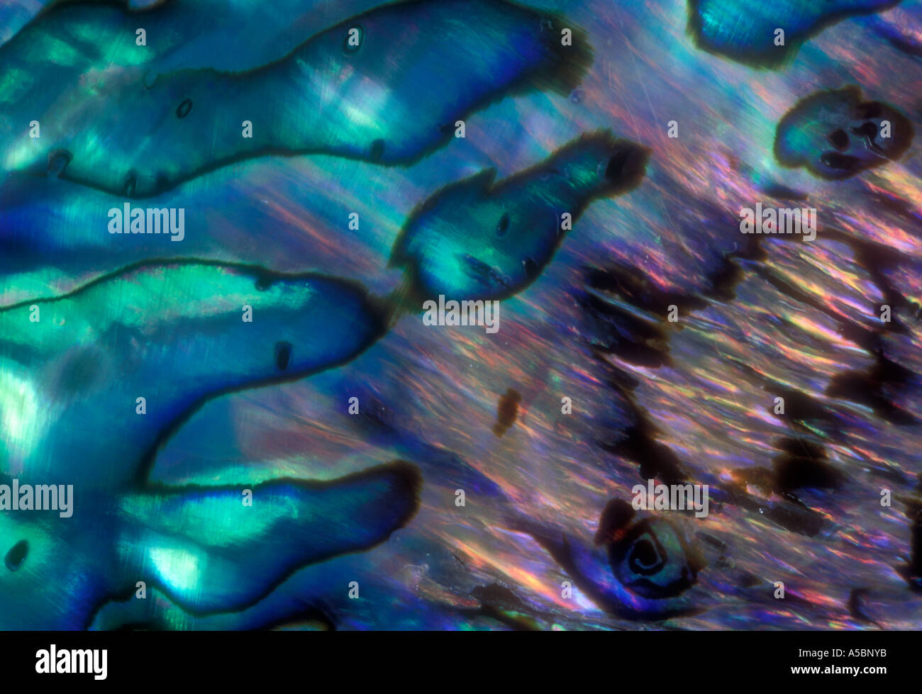 Detail of enamel patterns in abalone shell Ontario Stock Photo - Alamy