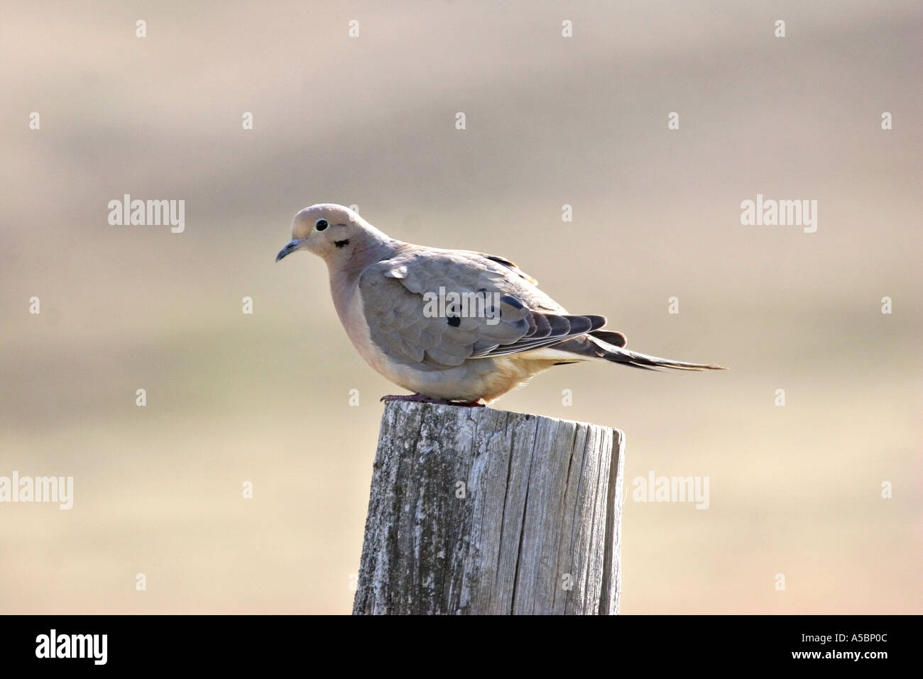 Mourning doves photography hi-res stock photography and images - Alamy