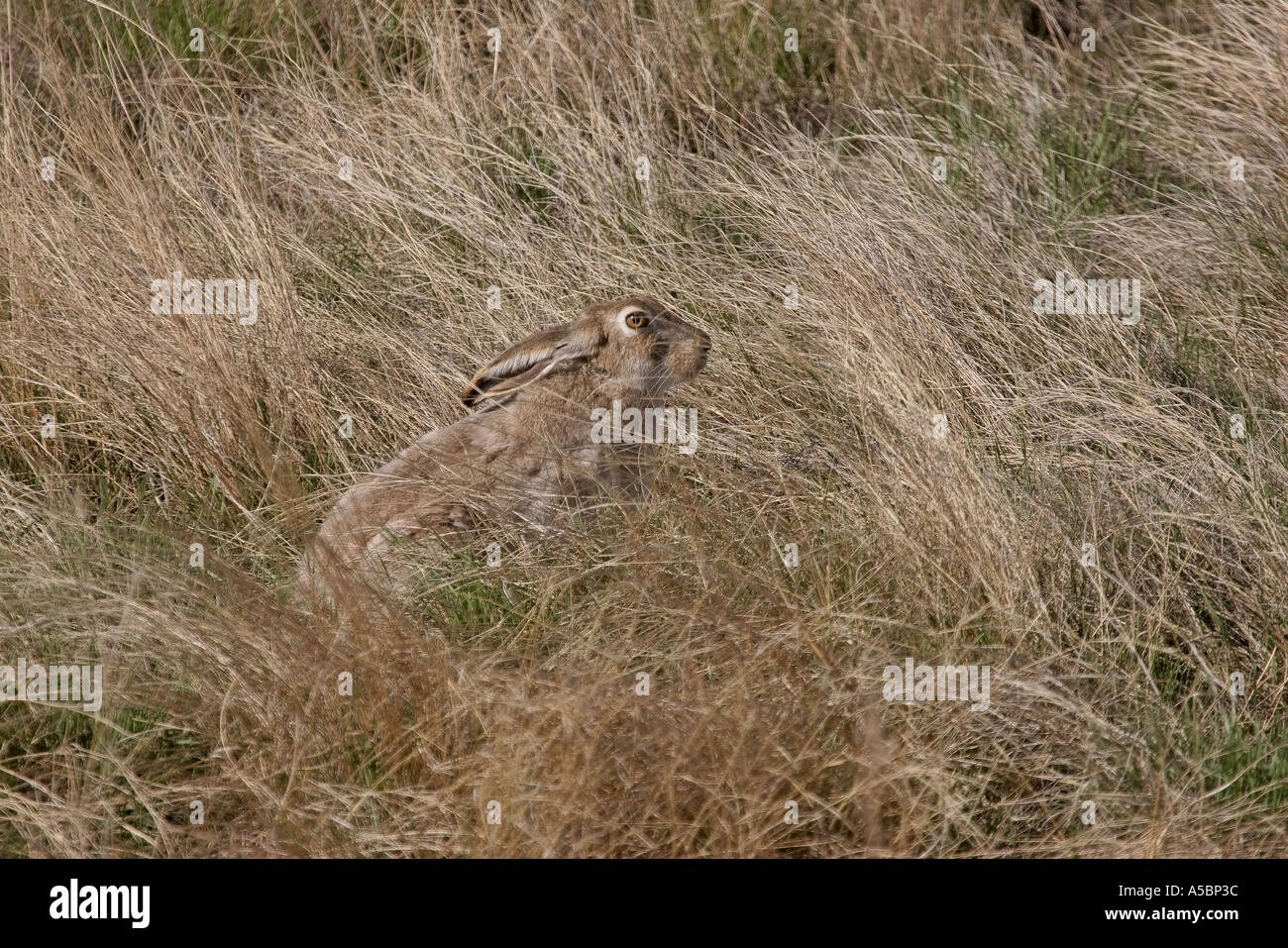 White tailed jackrabbits hi-res stock photography and images - Alamy
