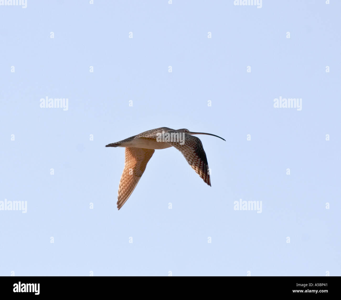 Long billed Curlew Bird in flight in Saskatchewan Canada Stock Photo ...