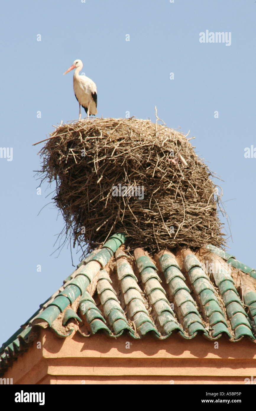 Crane nesting in Morocco Stock Photo - Alamy