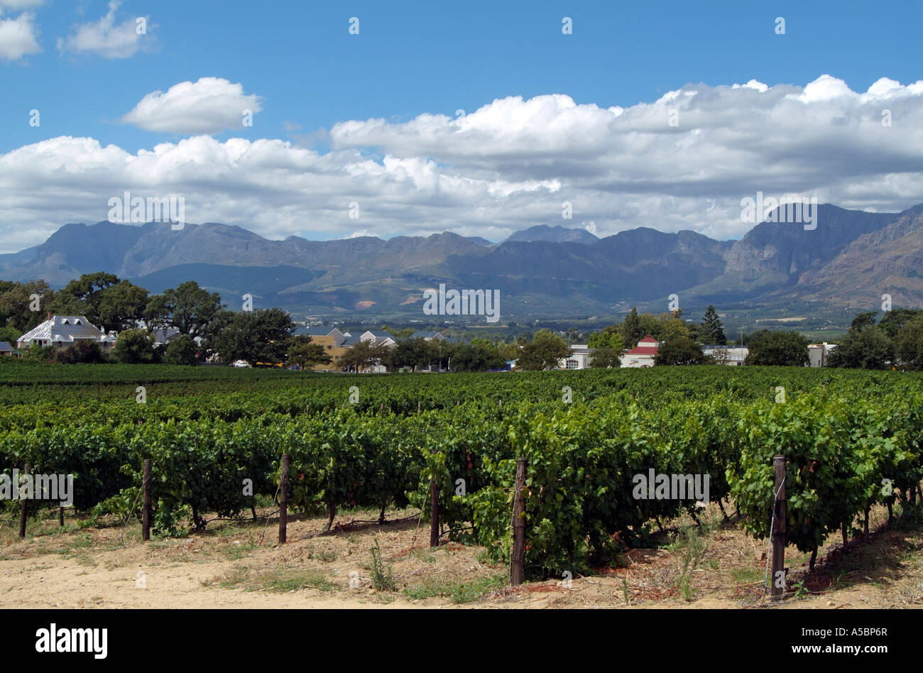 Vines and mountains in Paarl in the western cape South Africa RSA Stock ...