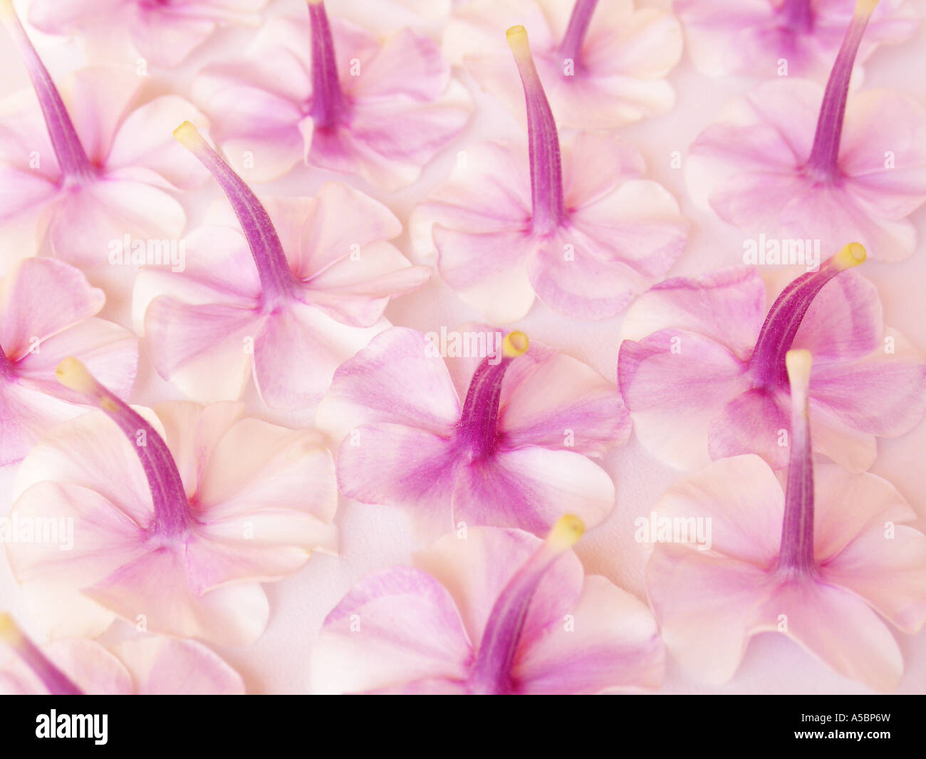 arrangement of plox blooms Stock Photo - Alamy
