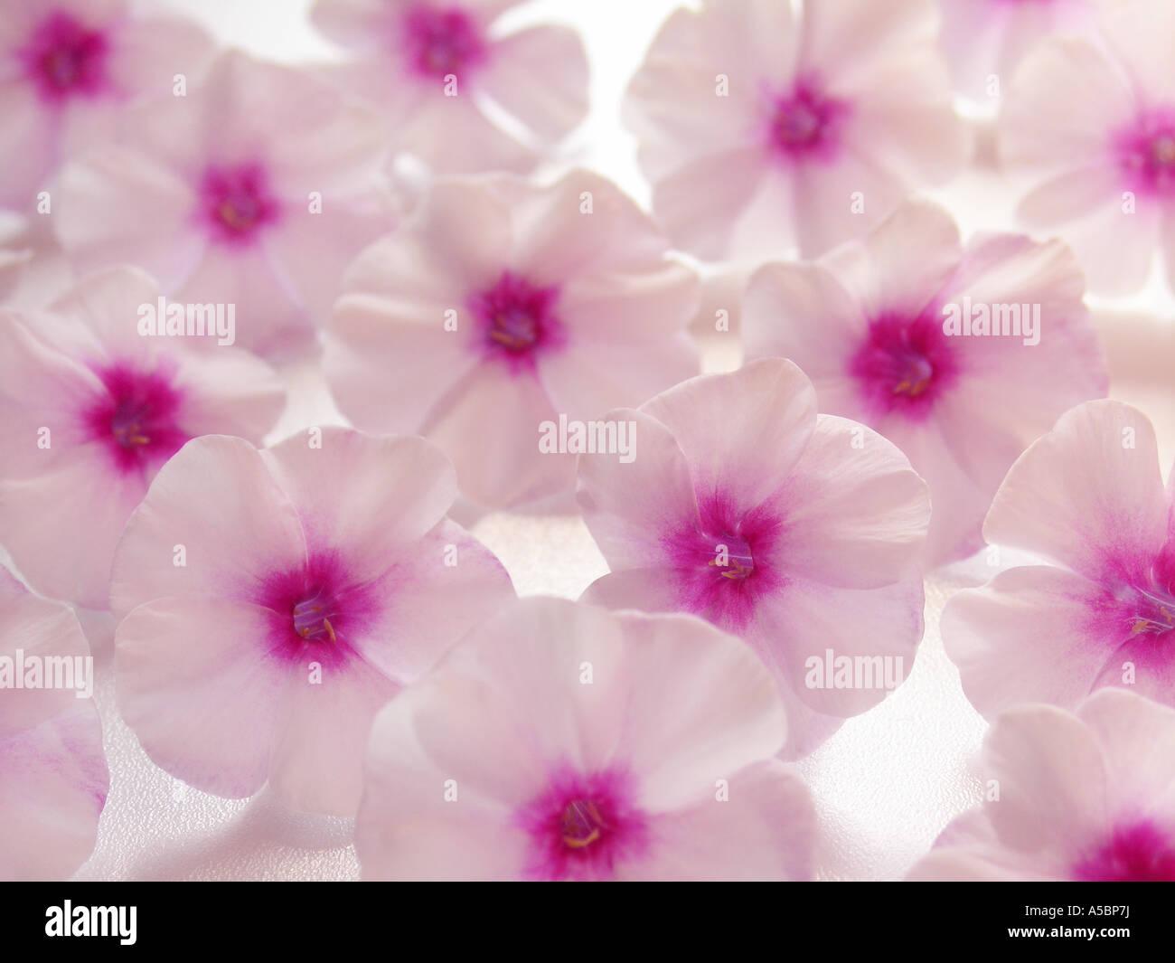 Plox hi-res stock photography and images - Alamy