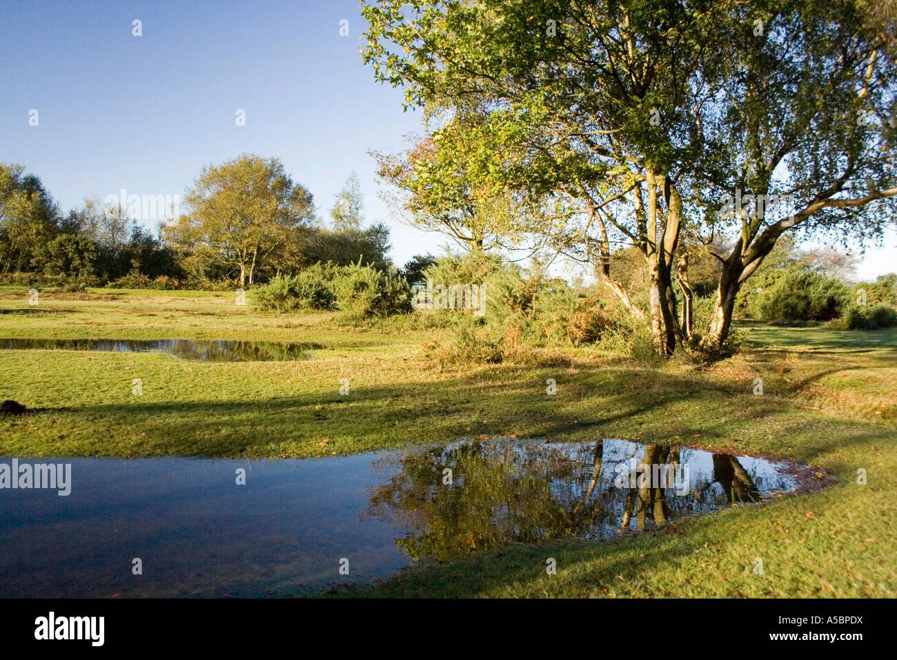 New forest morning scene near Burley Stock Photo - Alamy