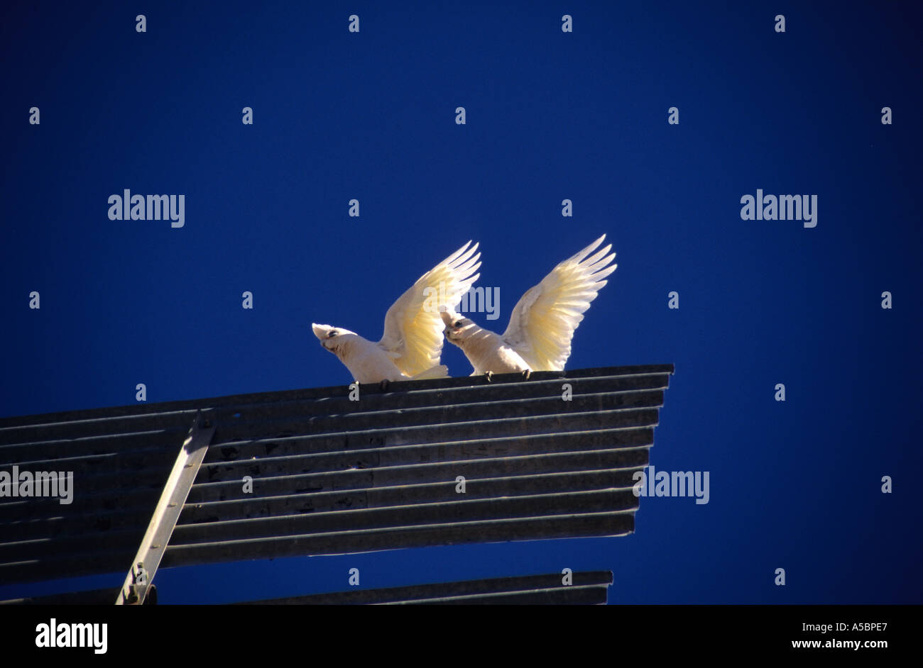 Two white birds hi-res stock photography and images - Alamy