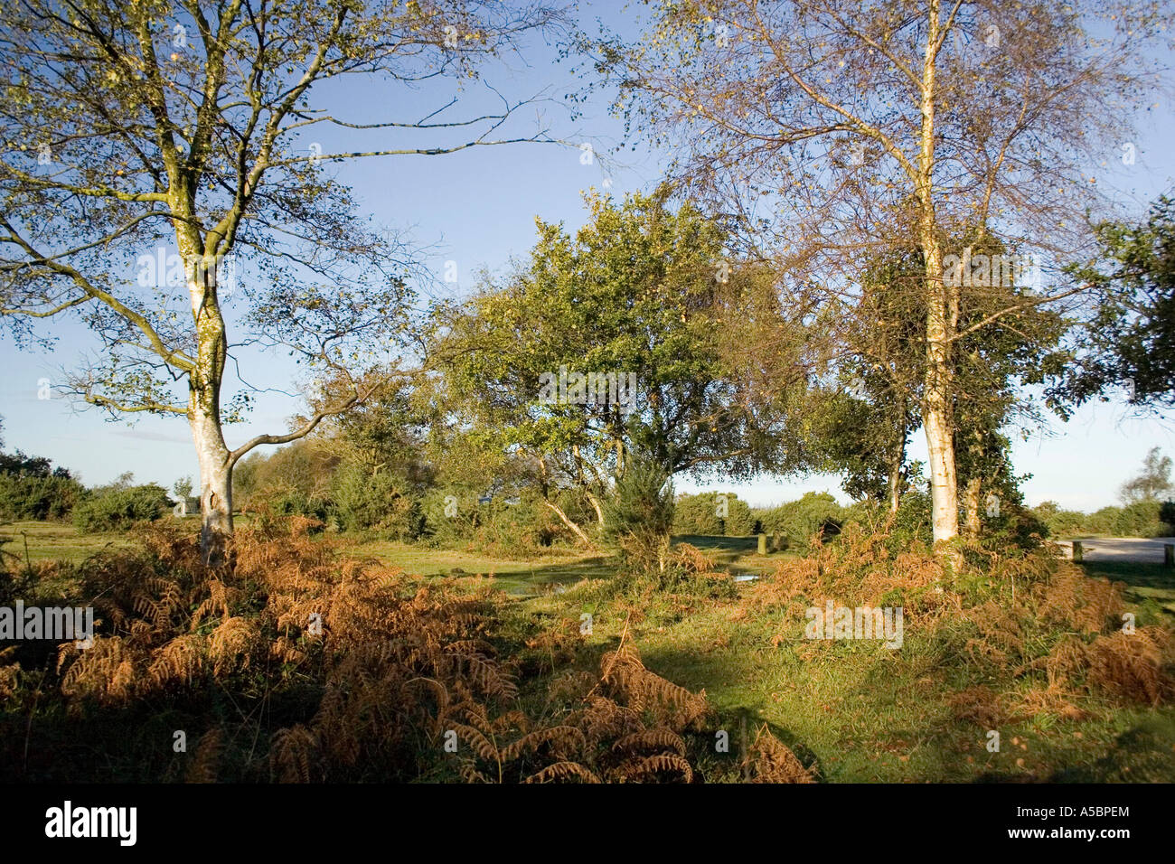 New forest scene Stock Photo - Alamy