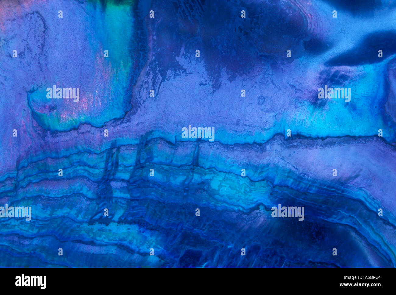 Colourful enamel patterns in interior of sea shell Bradenton FL Stock ...