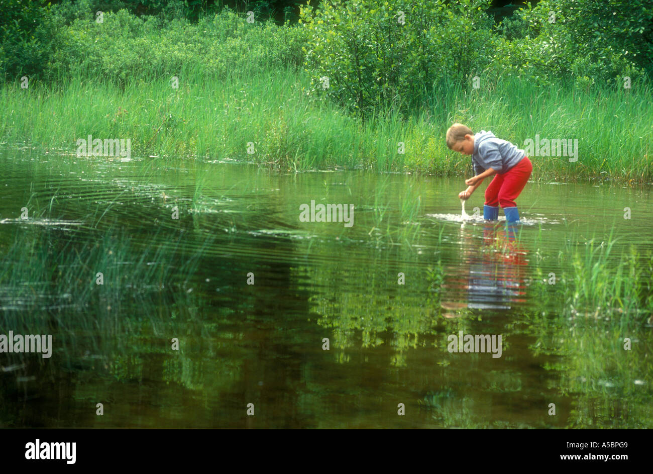 Young boy wading in Crescent Lake searching for tadpoles Lake Superior ...