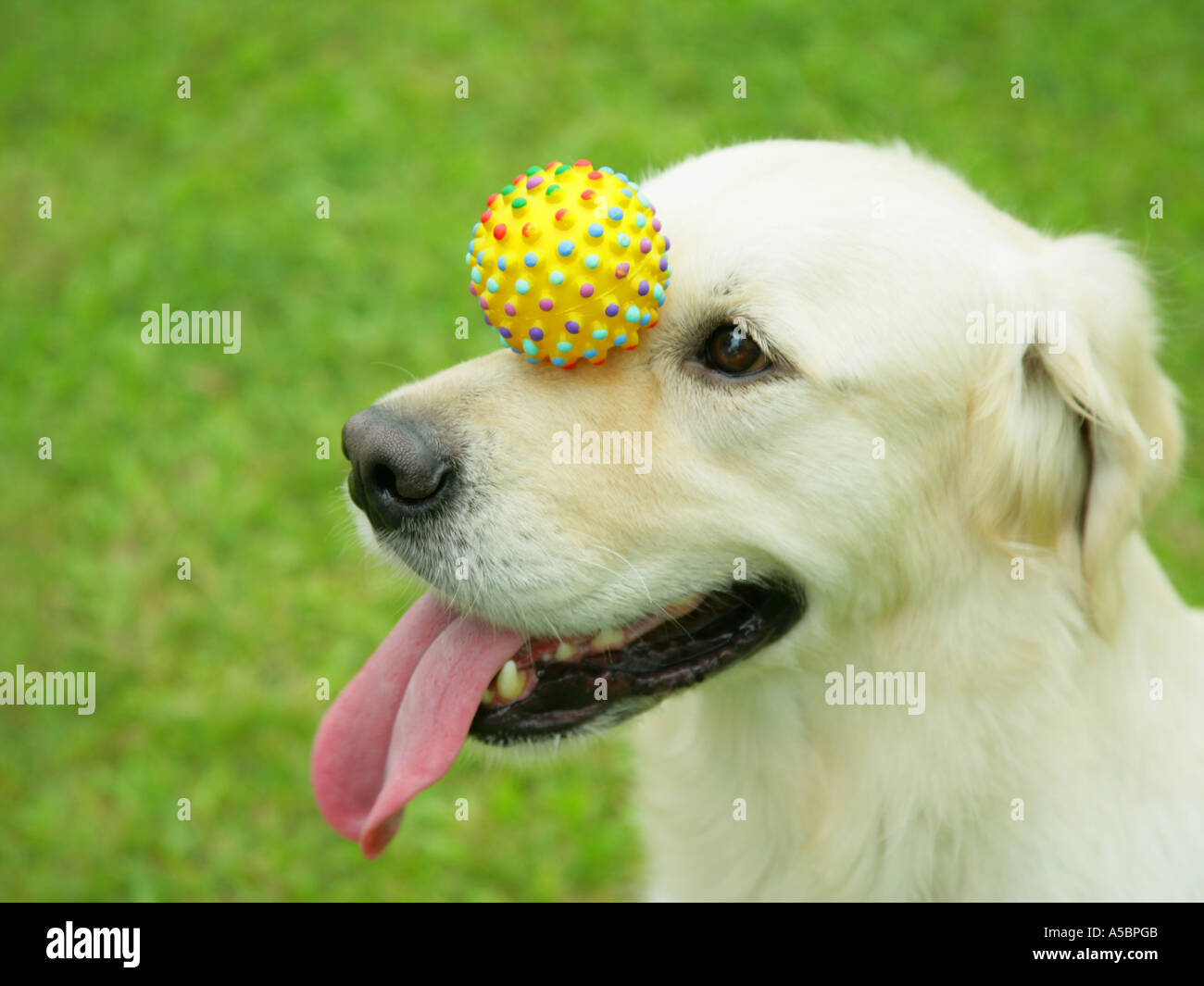 Dog balancing a ball on his nose hi-res stock photography and images ...