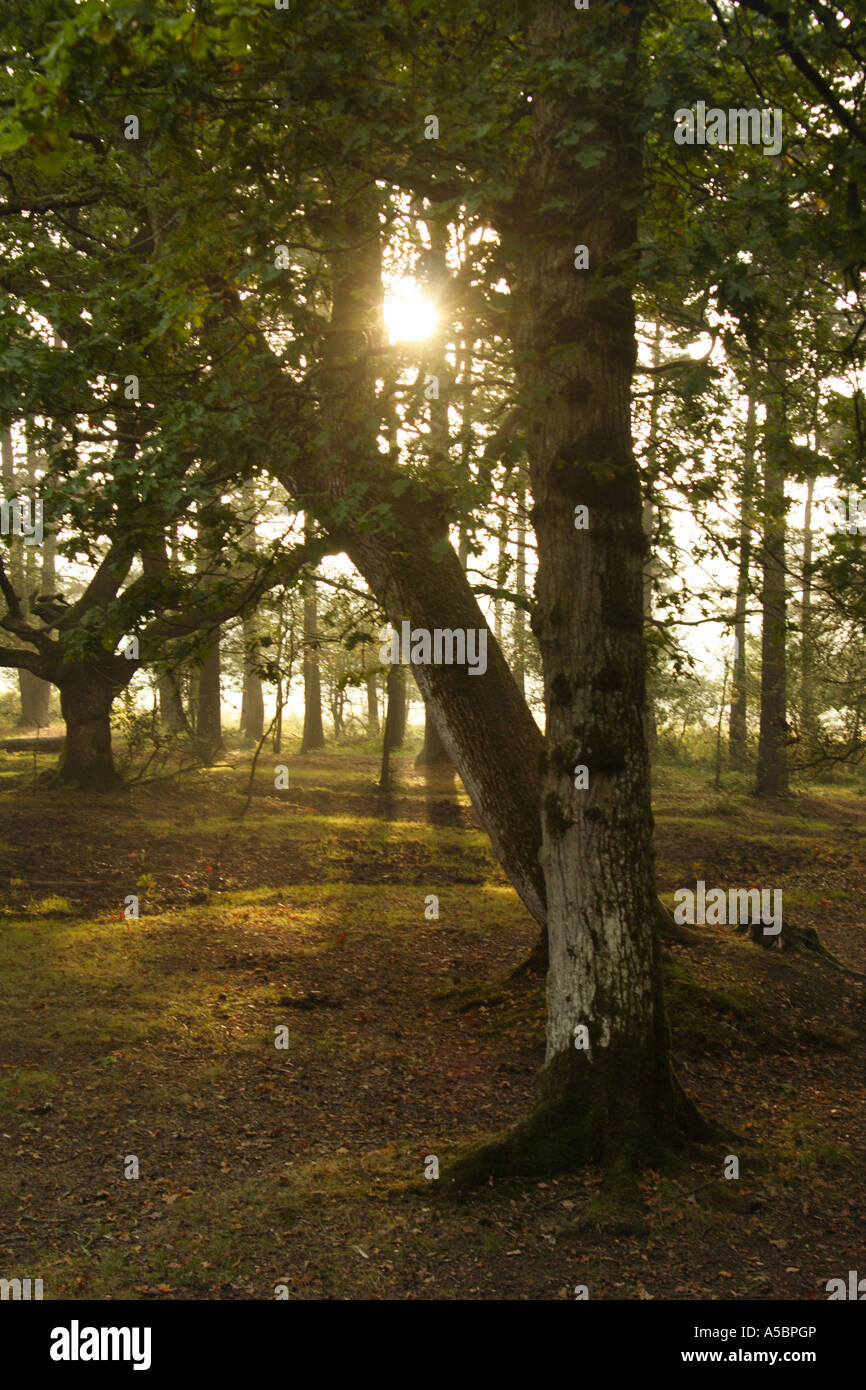 New Forest scene Stock Photo - Alamy