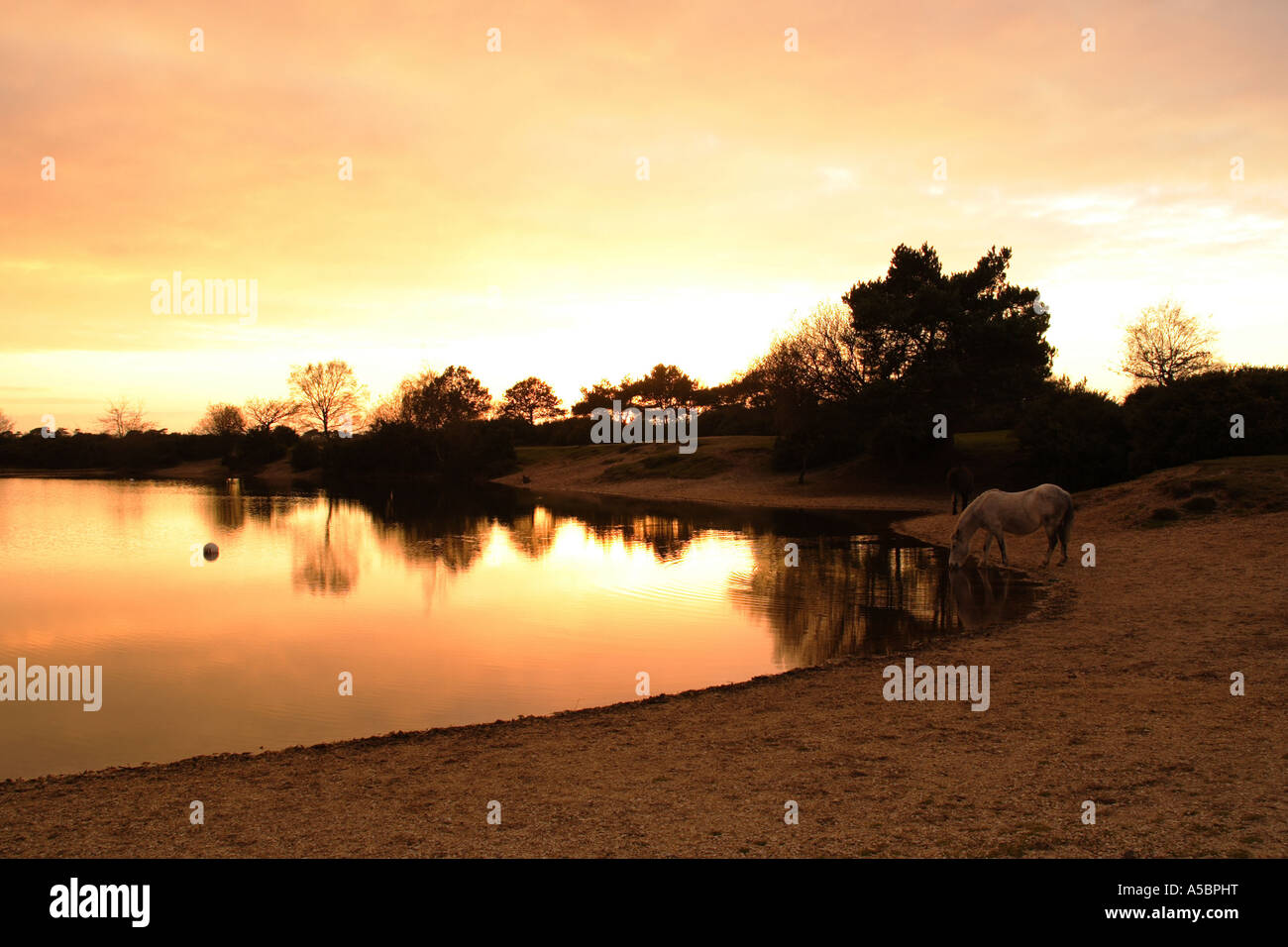Sway new forest hi-res stock photography and images - Alamy