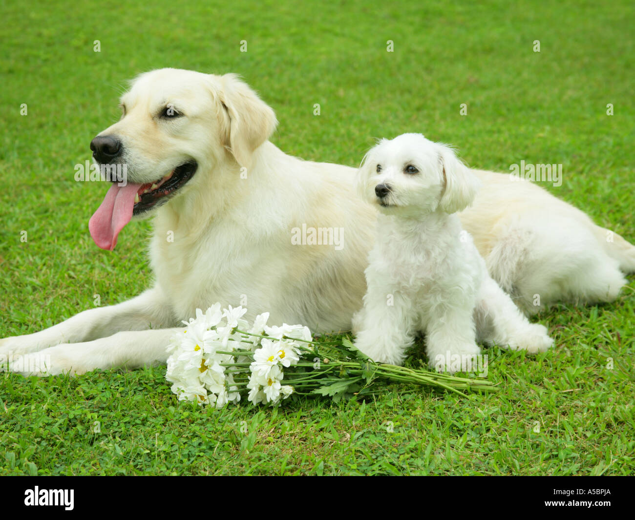 Side profile of a dog sitting with a puppy Stock Photo - Alamy