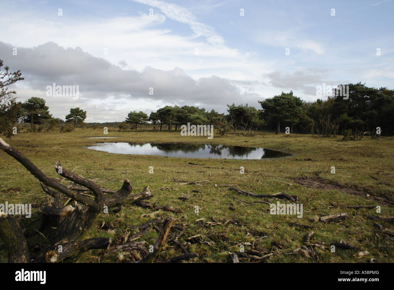 New Forest scene Stock Photo - Alamy