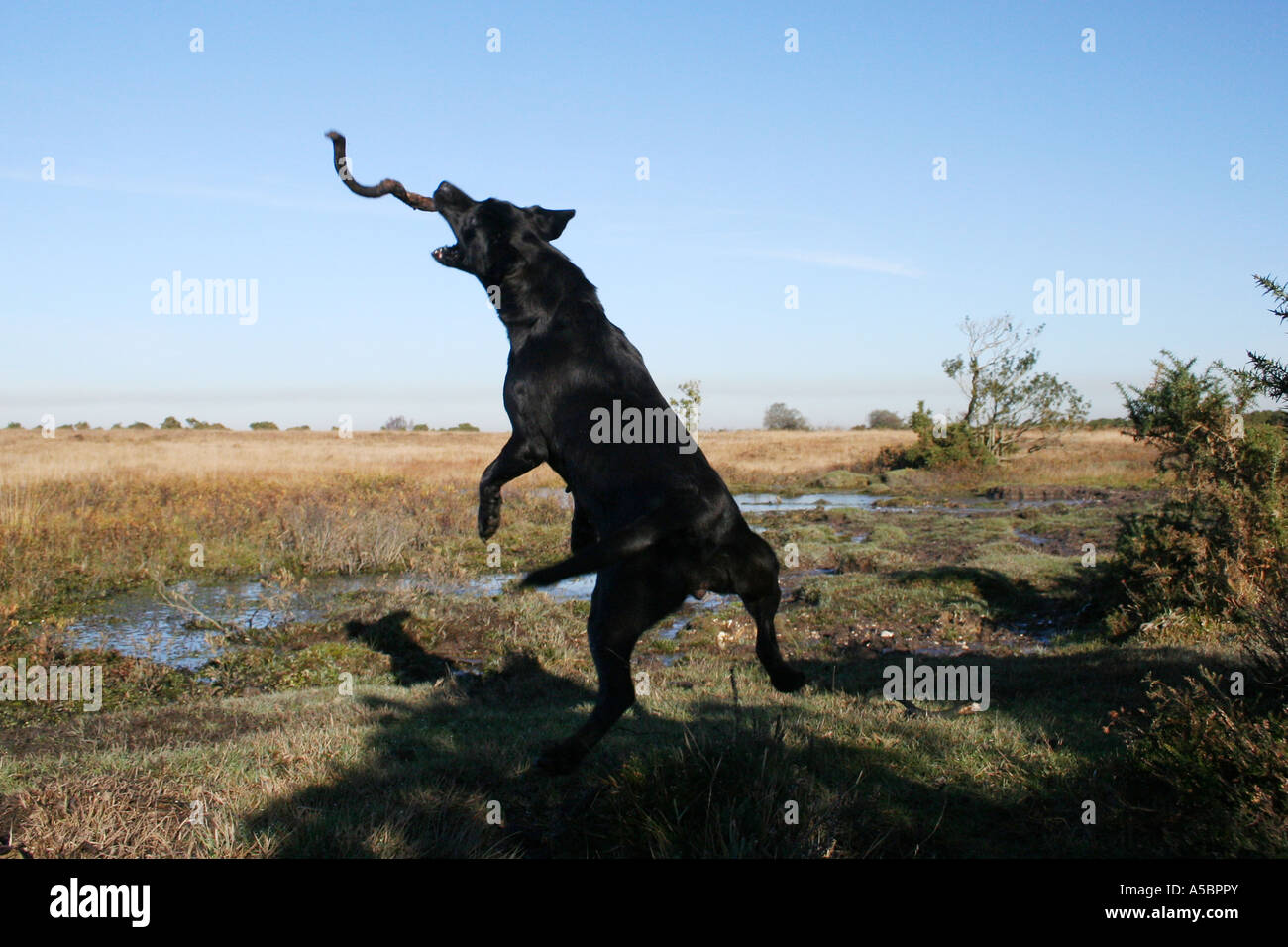 Black Labrador jumping to catch stick, New Forest Stock Photo - Alamy