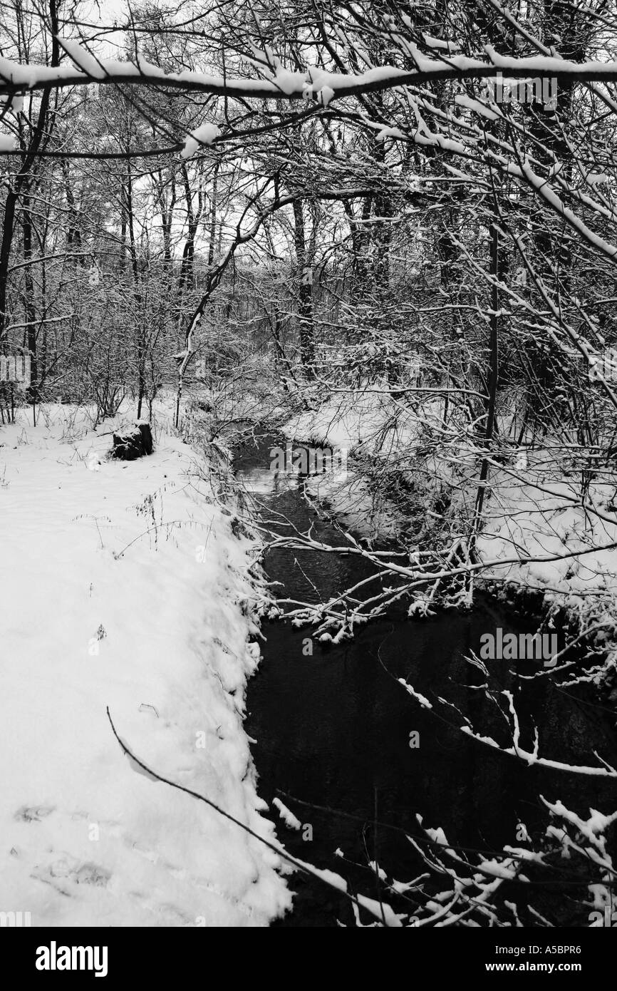 Bright winter landscape pine Black and White Stock Photos & Images - Alamy