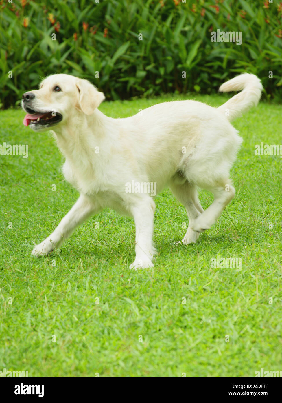 Profile of a dog hi-res stock photography and images - Alamy