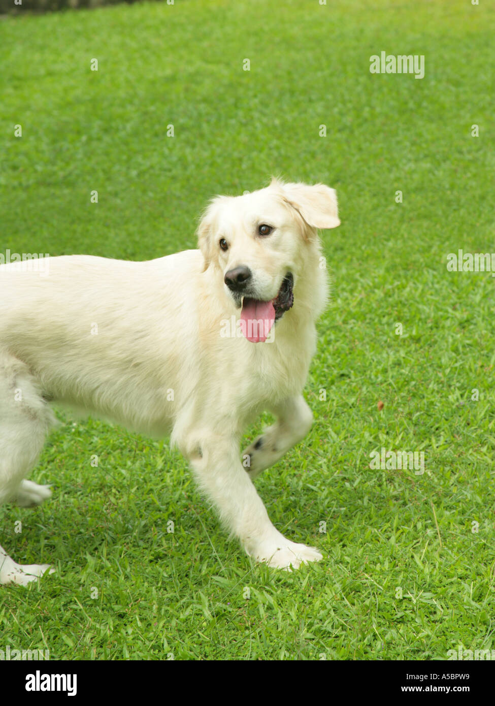 Side profile of a dog with its mouth open Stock Photo - Alamy