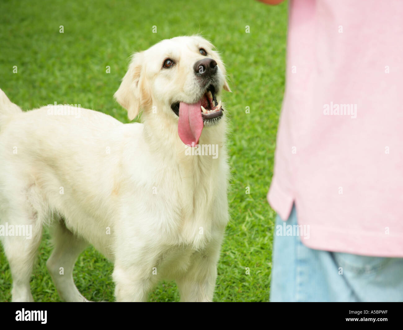Dog looking at a man Stock Photo - Alamy