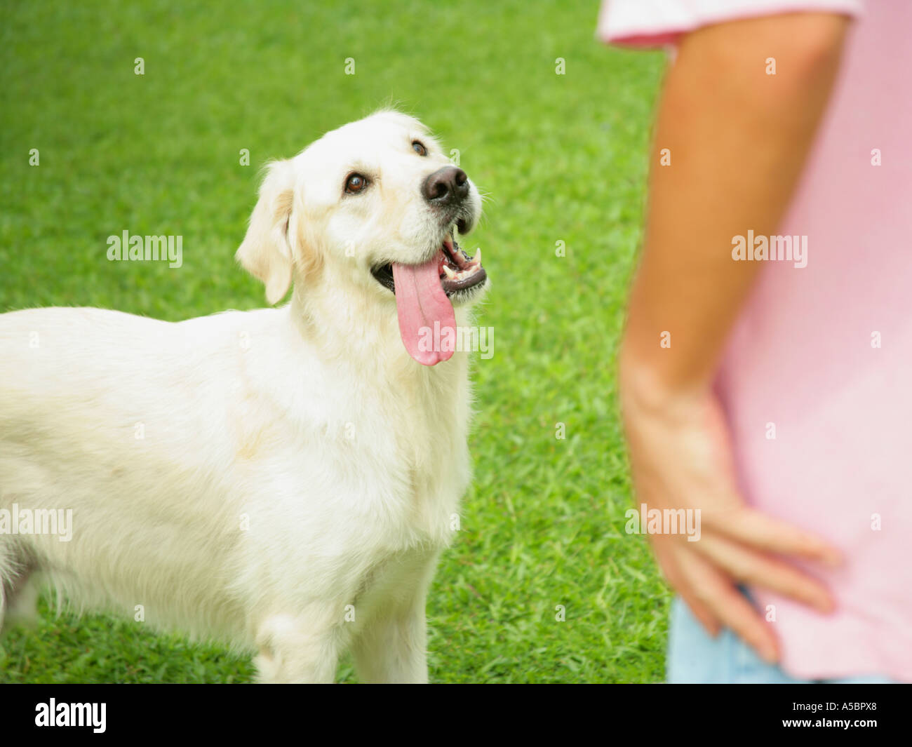 Dog looking at a man Stock Photo - Alamy