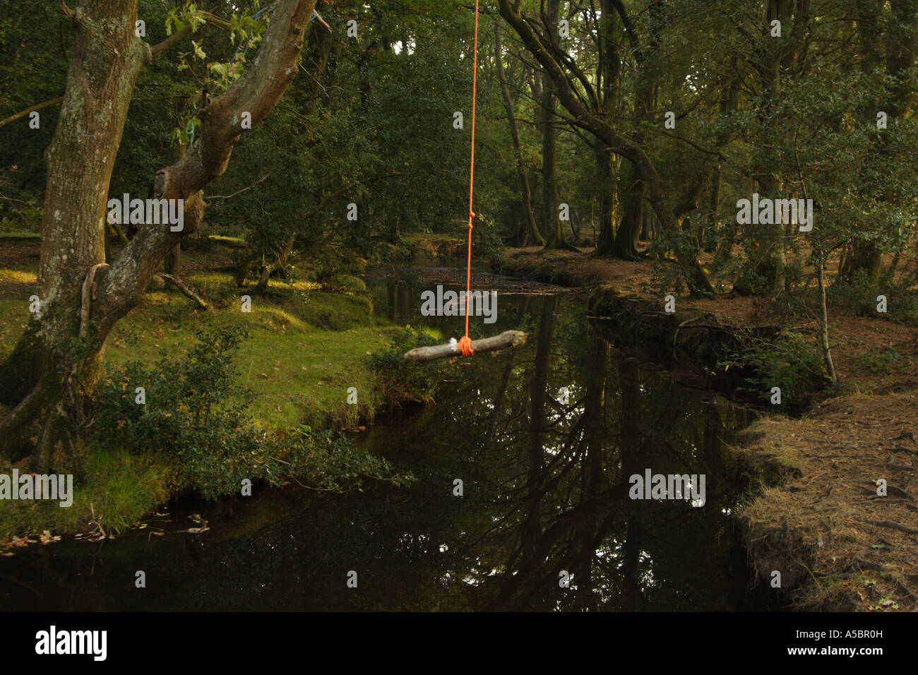 Rope Swing in the New Forest Stock Photo - Alamy