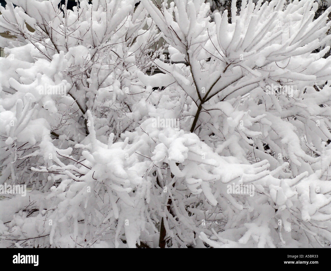 Glazed trees branches hi-res stock photography and images - Alamy
