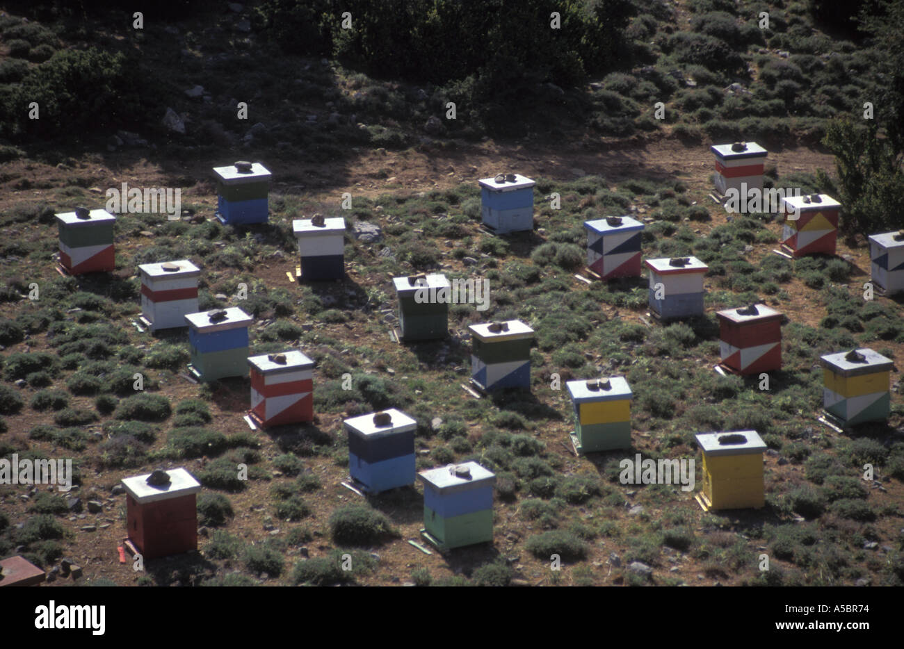 Cretan wild flower hi-res stock photography and images - Alamy