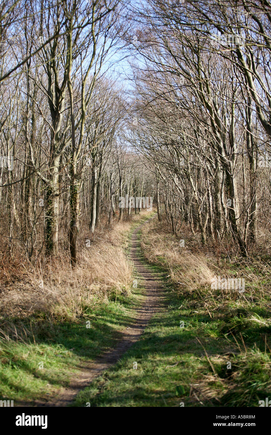 Woodland path Sussex UK Stock Photo - Alamy